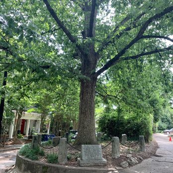 THE TREE THAT OWNS ITSELF - Updated December 2025 - 22 Photos & 15 ...