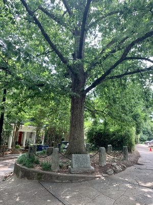 THE TREE THAT OWNS ITSELF - Updated October 2025 - 22 Photos & 15 ...