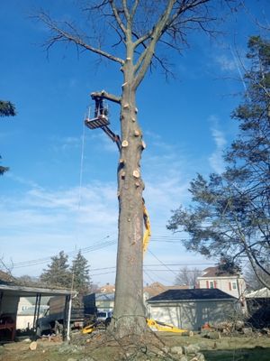 H&S TREE SERVICE - Updated October 2025 - Request a Quote - 22 Photos ...