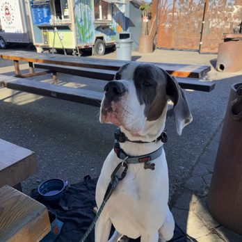 LUCKY LABRADOR BREWING CO - Updated November 2025 - 227 Photos & 377 ...