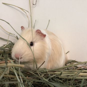 CAVAN HILLS VETERINARY SERVICES - Updated December 2025 - 10 Photos ...