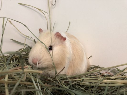 CAVAN HILLS VETERINARY SERVICES - Updated January 2026 - 10 Photos & 23 ...