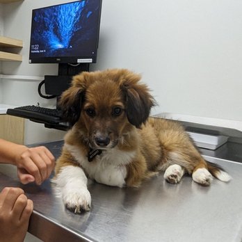 CEDAR VETERINARY HOSPITAL - Updated February 2025 - 174 Photos & 231 ...