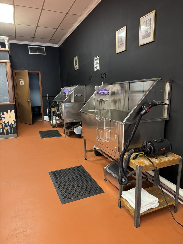 THE GOLDEN DOG - Updated December 2025 - 14 Photos - 405 N Limestone St ...