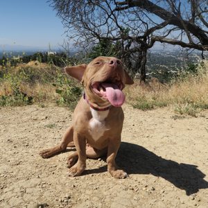 FRYMAN CANYON PARK - 250 Photos & 99 Reviews - 8401 Mulholland Dr ...