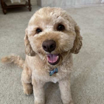 MOOCHI DOG SALON AND SUPPLY - Updated October 2025 - 253 Photos & 271 ...