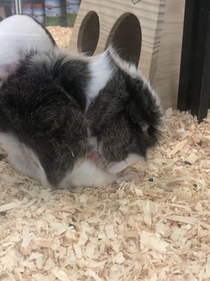 CORNERSTONE CRITTERS - Updated January 2026 - 145 S Main St, Bryan ...