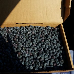 VERHAGE FRUIT FARMS & CIDER MILL - Updated August 2025 - 42 Photos & 24 ...