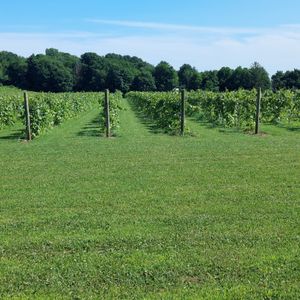 HAWK RIDGE WINERY - 217 Photos & 125 Reviews - Wineries - 28 Plungis Rd ...