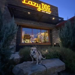 LAZY DOG - Updated January 2026 - 1896 Photos & 1559 Verified Reviews ...