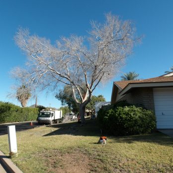 SAM THE TREE GUY - Updated September 2025 - 24 Photos & 21 Reviews ...