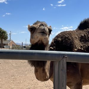 CAMEL SAFARI - 323 Photos & 41 Reviews - Zoos - 2725 River Cliff Rd ...