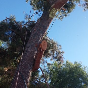 MASTER TREE SERVICES - 188 Photos & 181 Reviews - Escondido, California ...