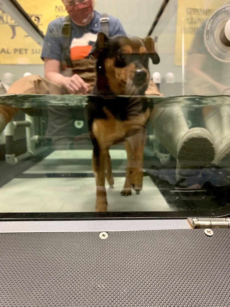 THE PAWSTAND - Updated July 2025 - 11 Photos & 41 Reviews - 6251 ...