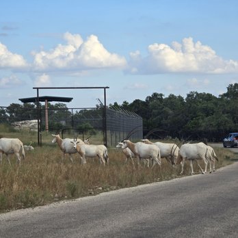 NATURAL BRIDGE WILDLIFE RANCH - Updated January 2026 - 1810 Photos ...