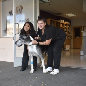 LAGUNA VETERINARY HOSPITAL - Updated September 2024 - 18 Photos & 68 Reviews - 5341 Hwy 12 ...