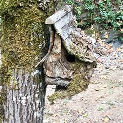 HOUSE OF MYSTERY AT THE OREGON VORTEX - 109 Photos & 66 Reviews ...