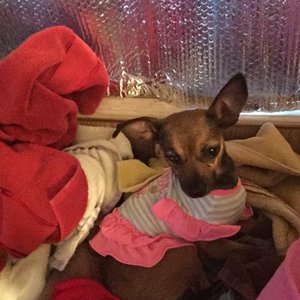 Yucca Valley Animal Shelter - Updated COVID-19 Hours & Services - 37 ...