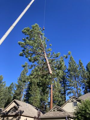 BEAR MOUNTAIN ARBORIST - 149 Photos - Reno, Nevada - Tree Services ...