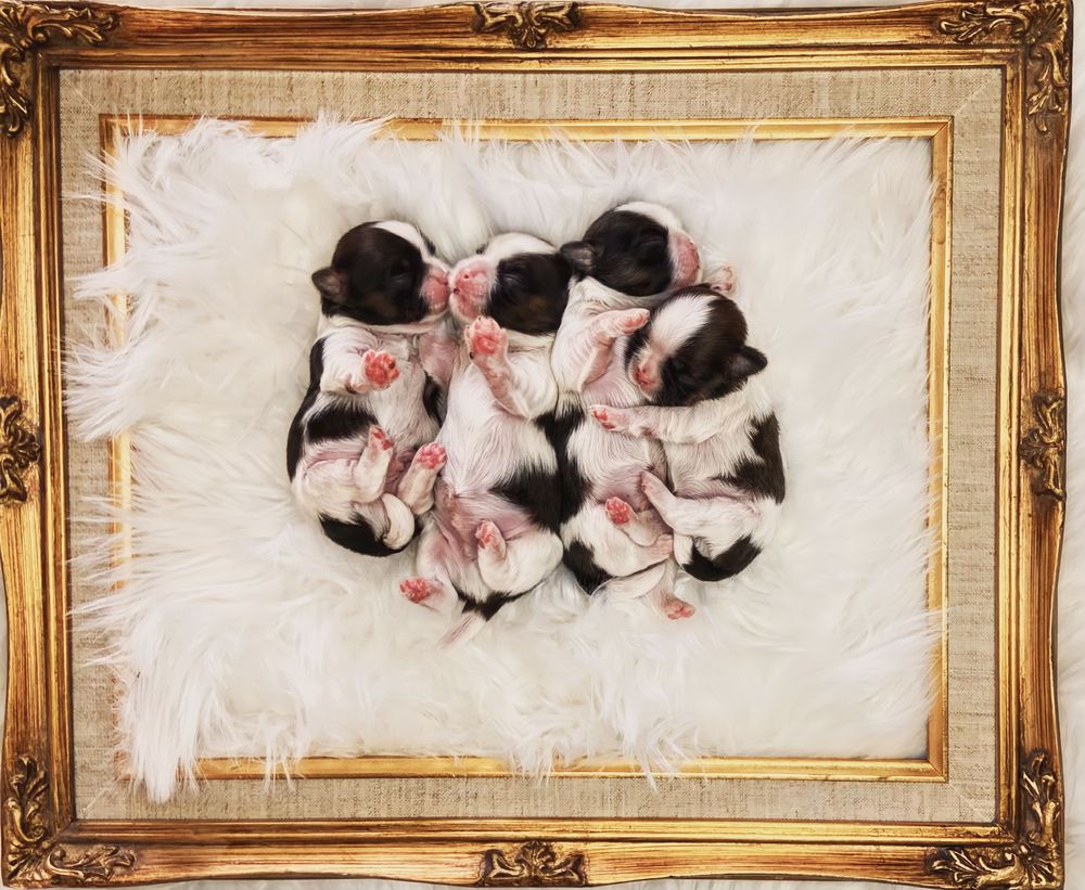 THE FAMILY SHIH TZU - ARIZONA PREMIER SHIH TZU BREEDER - Updated April ...