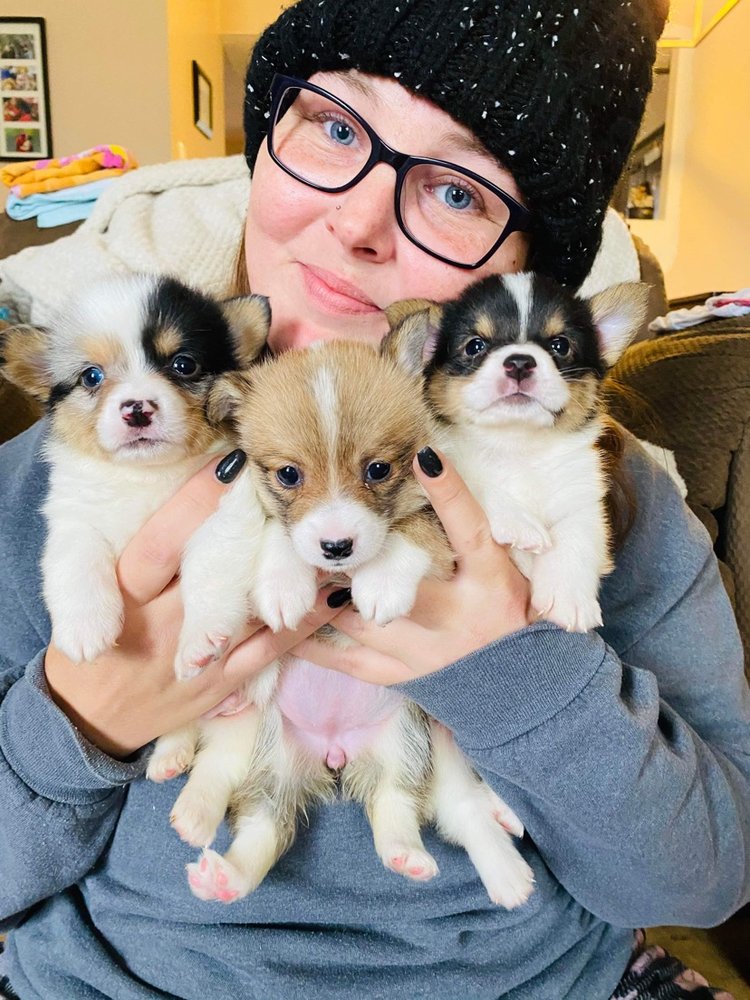 RAINBOW CORGIS - Houston, Texas - Pet Breeders - Phone Number - Yelp