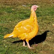 GOZZI’S TURKEY FARMS - 52 Photos & 23 Reviews - 2443 Boston Post Rd ...