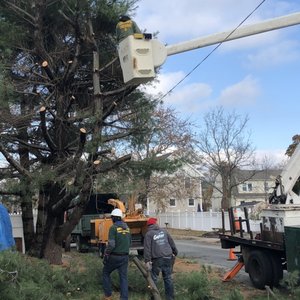 JBS TREE EXPERTS - 12 Reviews - Toms River, New Jersey - Tree Services ...