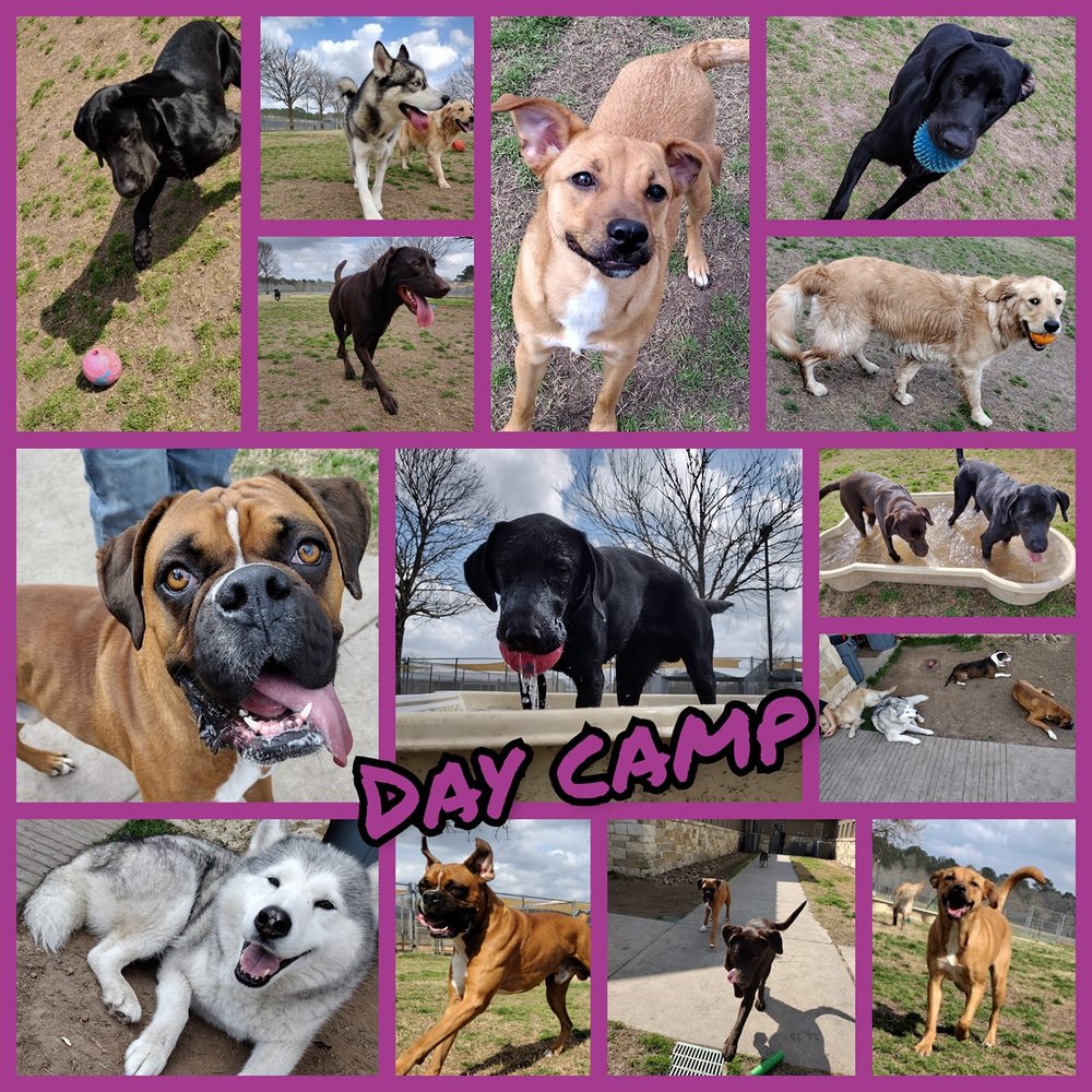 KICKAPOO RANCH PET RESORT - Updated July 2025 - 20 Photos & 43 Reviews ...