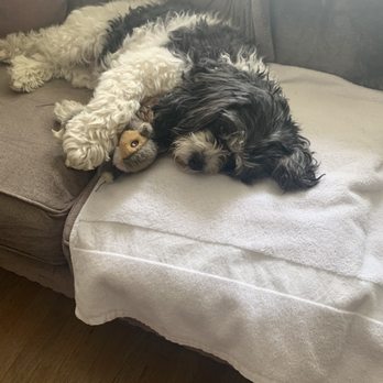 WAYNE COUNTY HUMANE SOCIETY - Updated December 2025 - 1161 ...