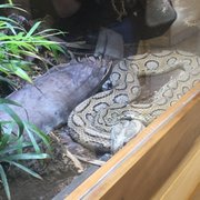 ANIMAL WORLD & SNAKE FARM - 644 Photos & 264 Reviews - 5640 Ih 35 S ...