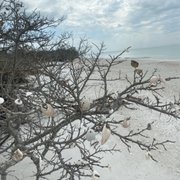 SHELL KEY SHUTTLE - 80 Photos & 36 Reviews - 801 Pass A Grille Way, St ...