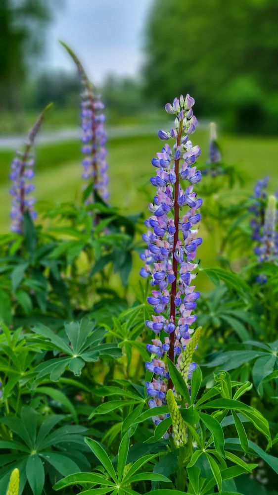 DEAS ISLAND REGIONAL PARK - Updated December 2025 - 44 Photos & 11 ...