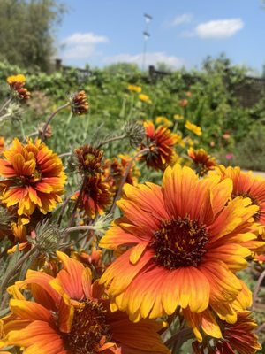 CLOVIS BOTANICAL GARDEN - 434 Photos & 20 Reviews - Botanical Gardens ...