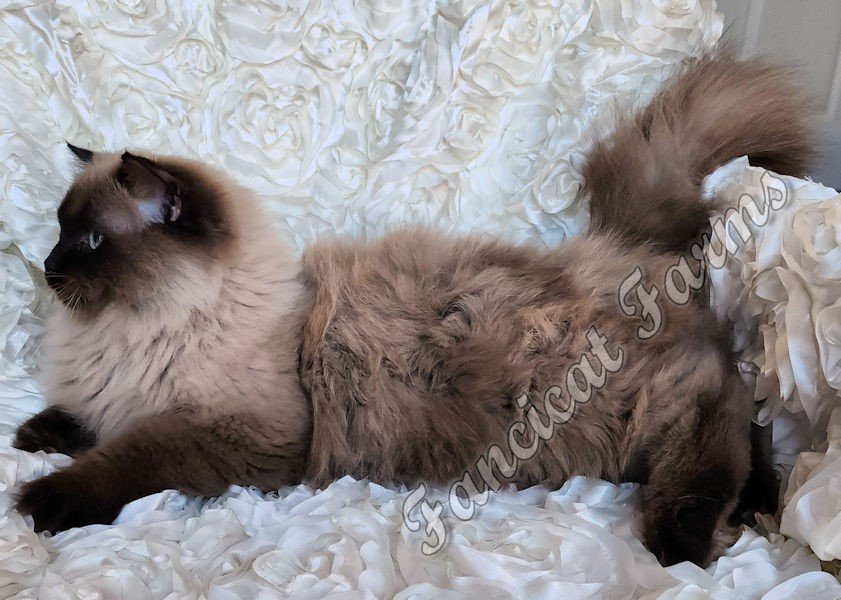 CASTLE REIGN RAGDOLLS - Updated December 2025 - 311 Oak St, Niles ...