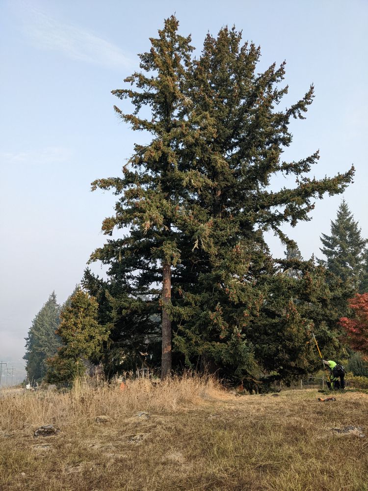 TRUE NORTH TREE CARE - Updated August 2025 - 29 Photos - 92193 Whitmore ...