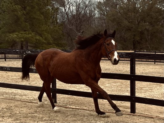 KLAYRE’S SPORTHORSES & SEWARD STABLES - Updated June 2024 - Request ...