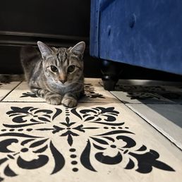 NIAGARA FALLS CAT CAFE - Updated January 2026 - 27 Photos - 4529 Queen ...