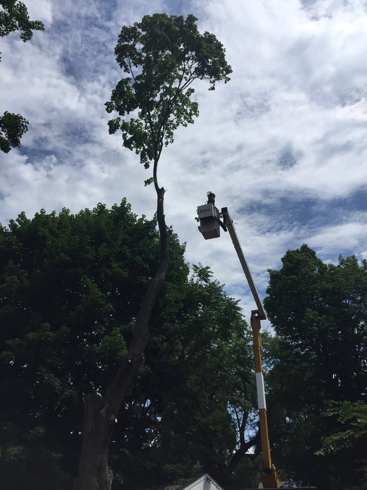 BEDFORD TREE SERVICE - Updated October 2025 - 514 Wallace Rd, Bedford ...