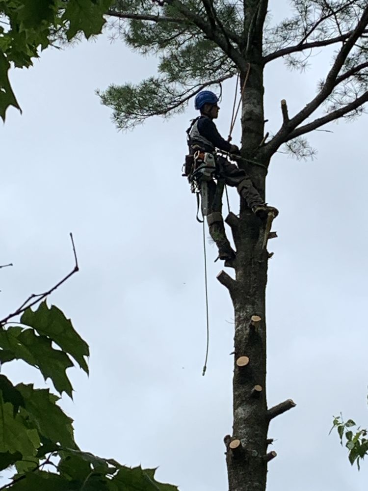 THE TREE GUY - Updated December 2025 - 14 Photos - 1527 Muskoka Road ...