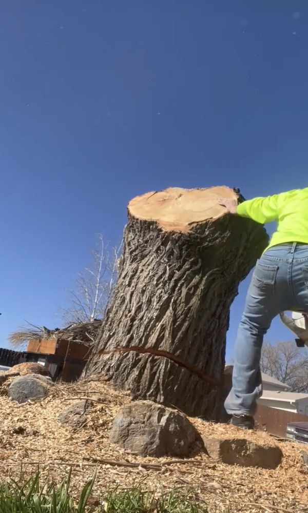 GRAND JUNCTION TREES - Updated May 2026 - Grand Junction, Colorado ...