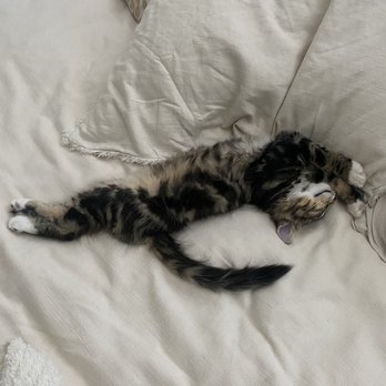 CAT NAP HANGOUT - Updated November 2024 - 232 Photos & 153 Reviews ...