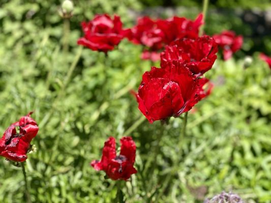 BOERNER BOTANICAL GARDENS - Updated October 2025 - 398 Photos & 65 ...