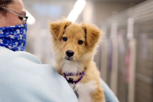 OPERATION KINDNESS - Updated January 2026 - 127 Photos & 200 Reviews ...