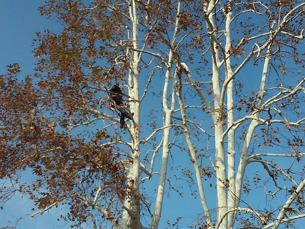 LARA TREE CARE - Updated August 2025 - San Fernando Valley, California ...