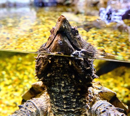 ELECTRIC CITY AQUARIUM AND REPTILE DEN - 52 Photos & 34 Reviews - 300 ...