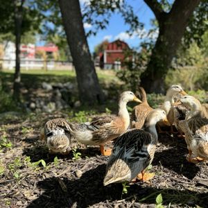 JIM’S APPLE FARM - Updated July 2025 - 79 Photos & 86 Reviews - 20430 ...