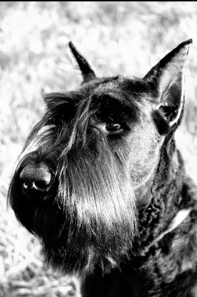 HAPPY TAILS PET S’PAW - Updated October 2025 - Request an Appointment ...