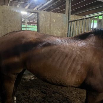 SUGARLANDS STABLES - Updated January 2026 - 19 Photos - 1409 Pkwy ...