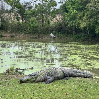 ALLIGATOR ALLEY - Updated June 2024 - 483 Photos & 159 Reviews - 19950 ...