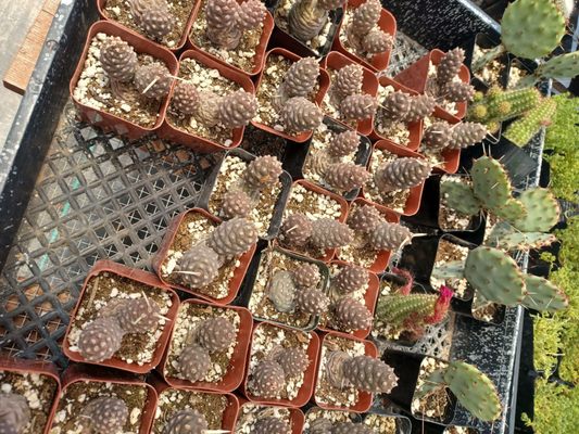 SHUNA’S SUCCULENT HOUSE - Updated April 2024 - 40 Photos & 10 Reviews ...